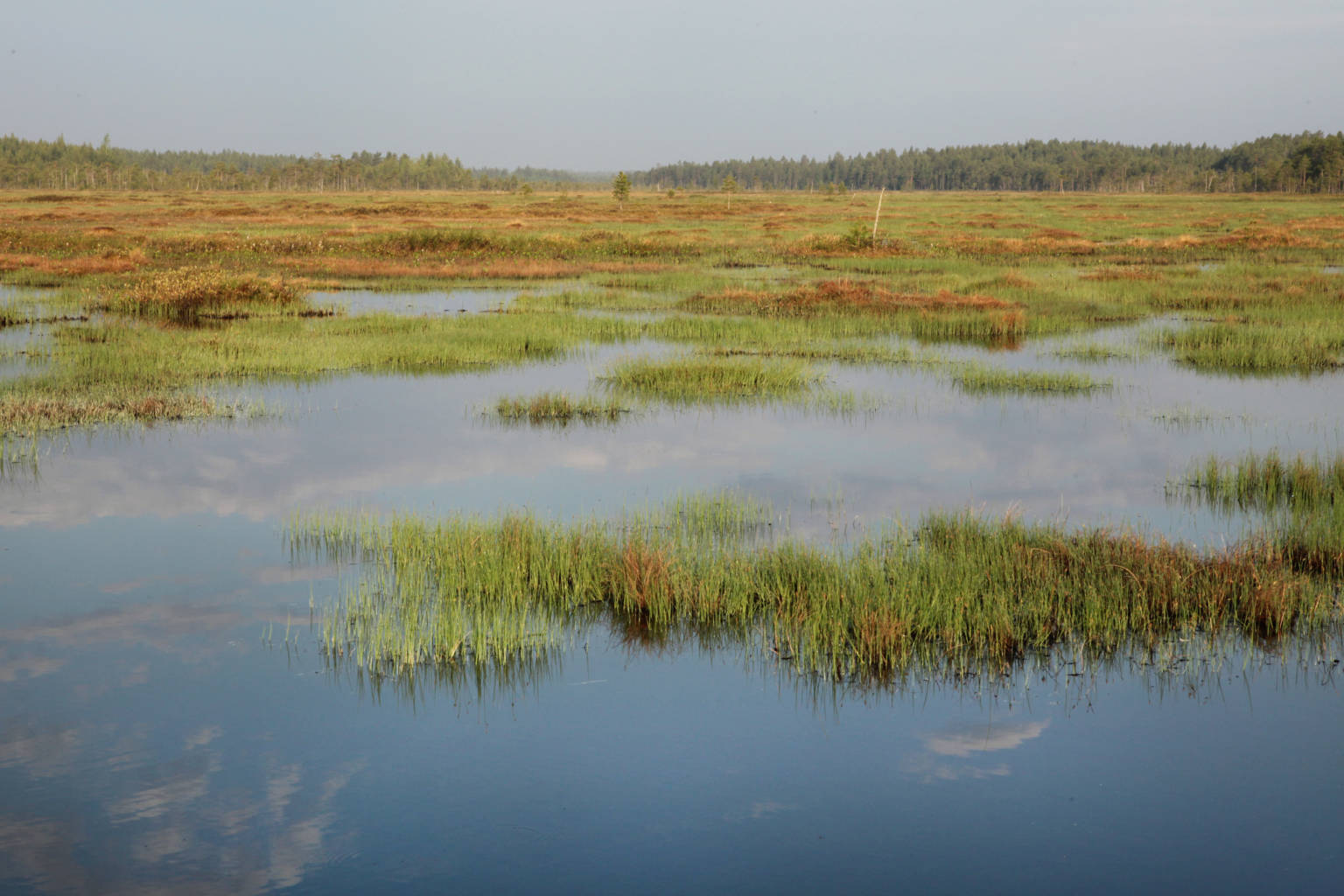 Luonnontila